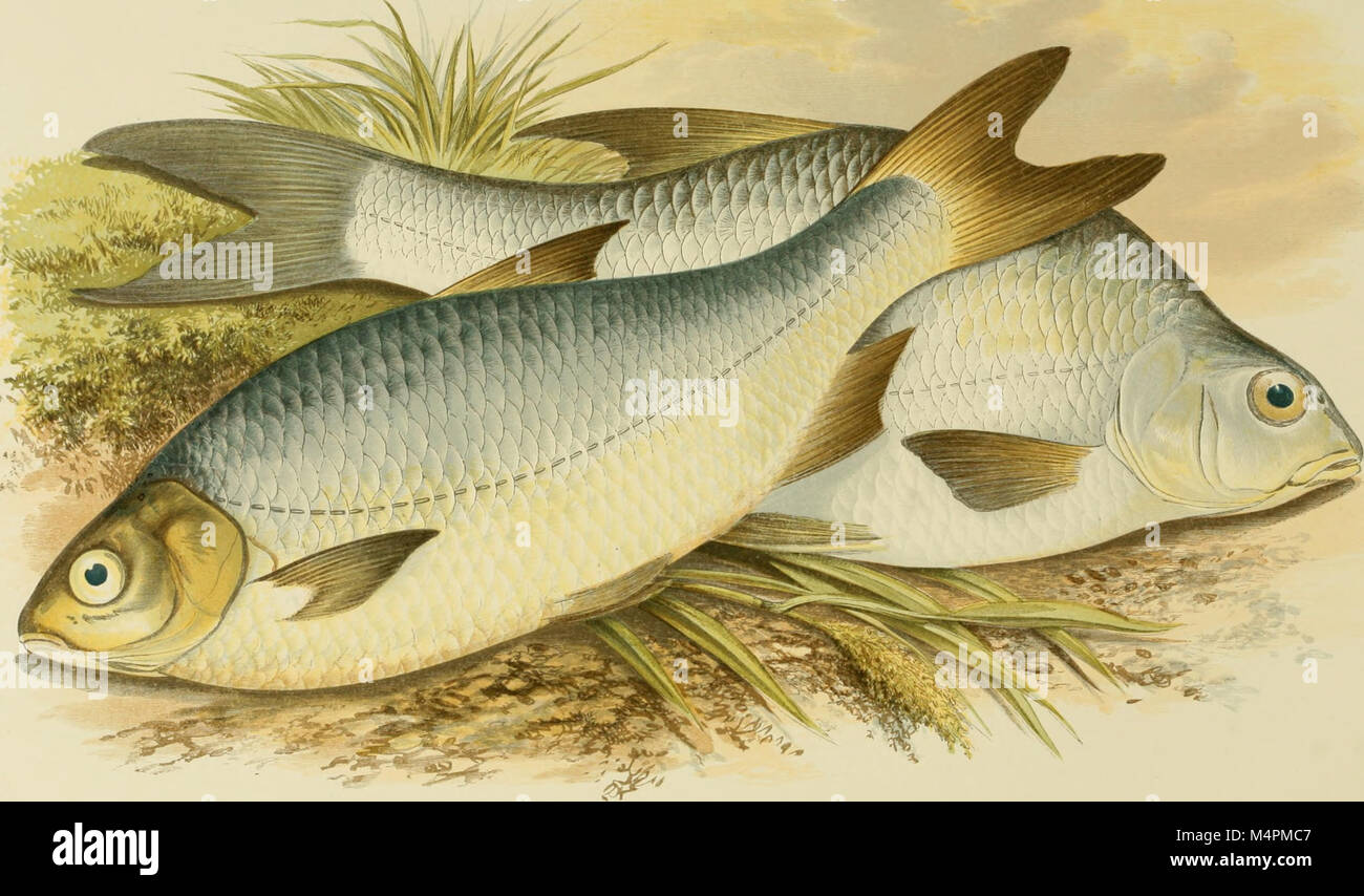 *British Fresh Water Fishes* (1879) offers a comprehensive guide to the ...