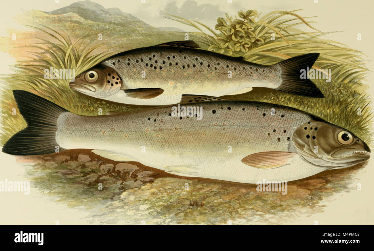 'British Freshwater Fishes' (1879) is a comprehensive guide to the ...