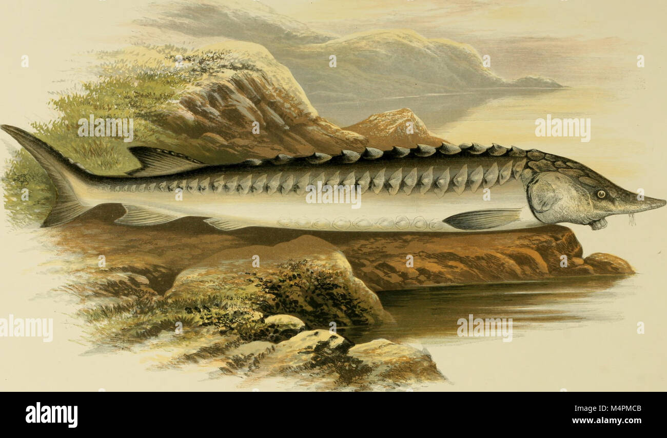 British Freshwater Fishes (1879) is a detailed guide to the freshwater ...