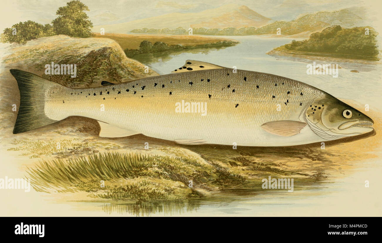 British Freshwater Fishes (1879) is a comprehensive guide to the ...