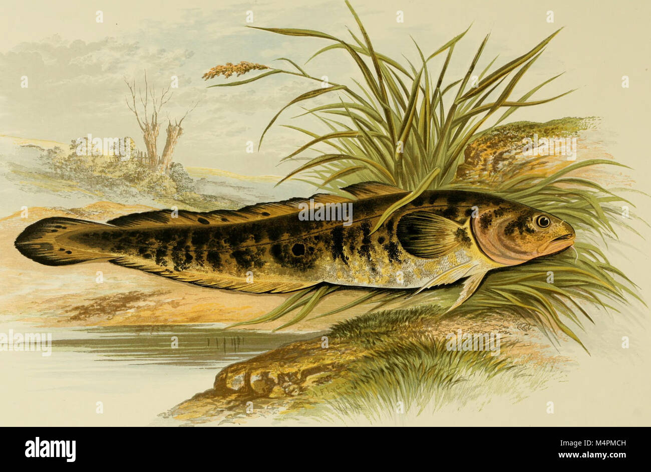 'British Fresh Water Fishes' (1879) details the species of freshwater ...