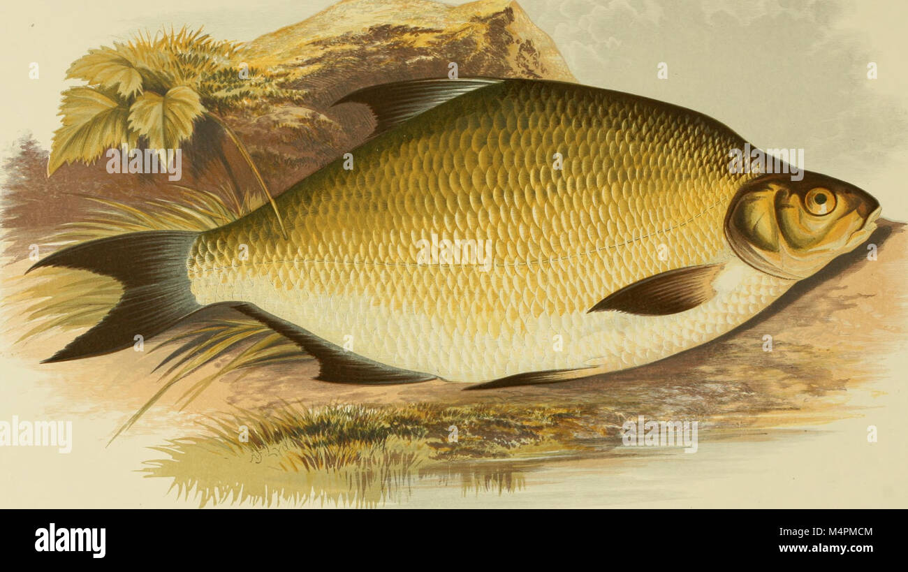 'British Fresh Water Fishes' (1879) provides detailed descriptions of ...