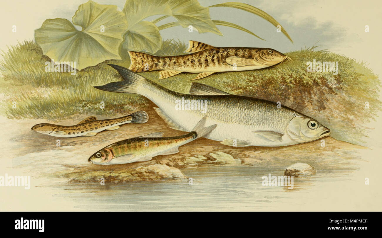 This 1879 work details the freshwater fish species found in Britain ...