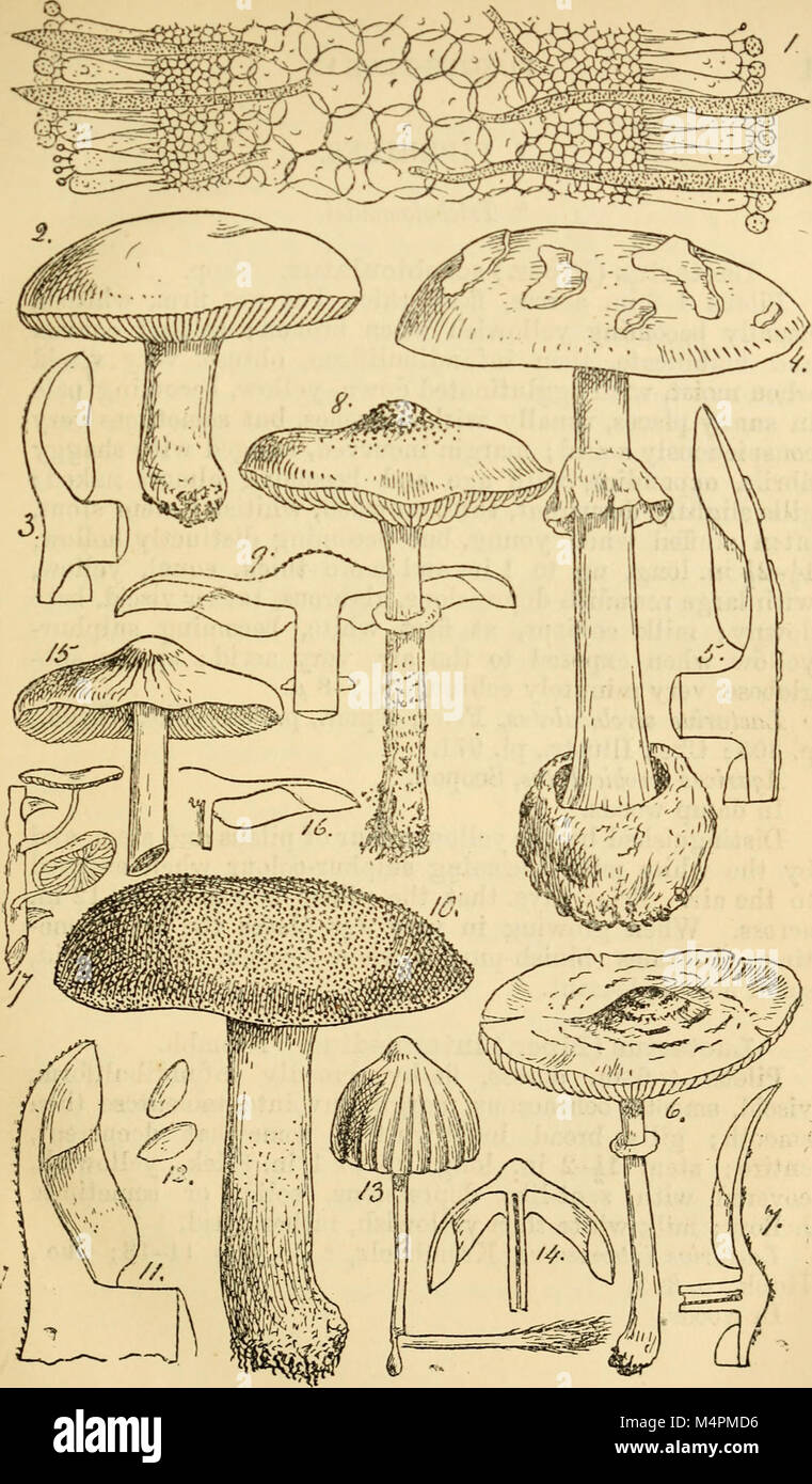 This work provides a comprehensive classification of British fungi ...