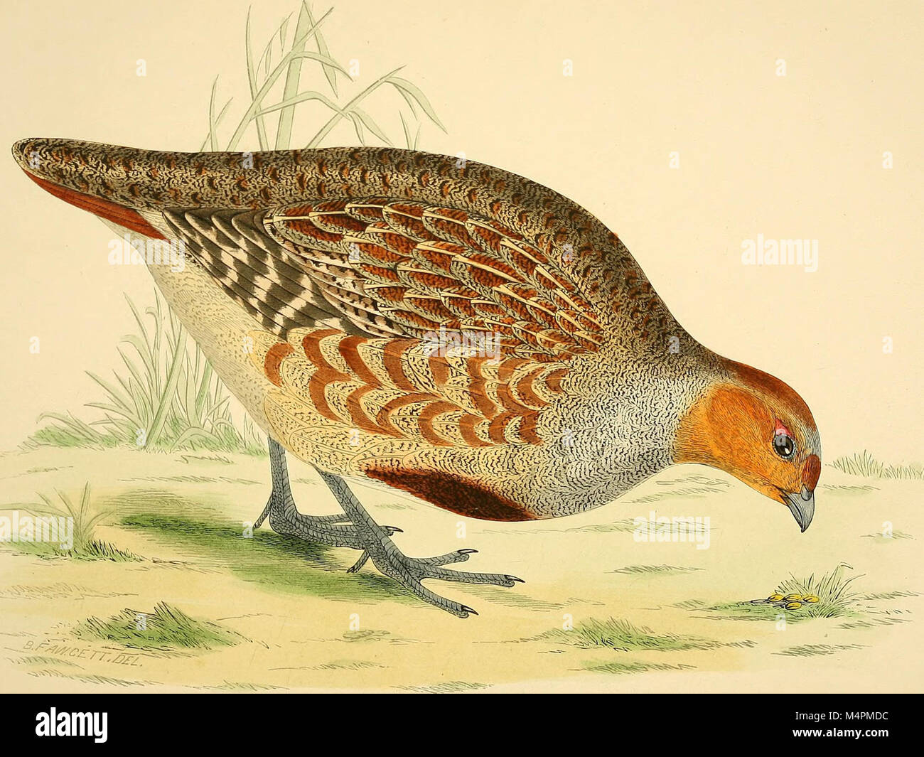 British game birds and wildfowl (1855) (14564510459 Stock Photo - Alamy