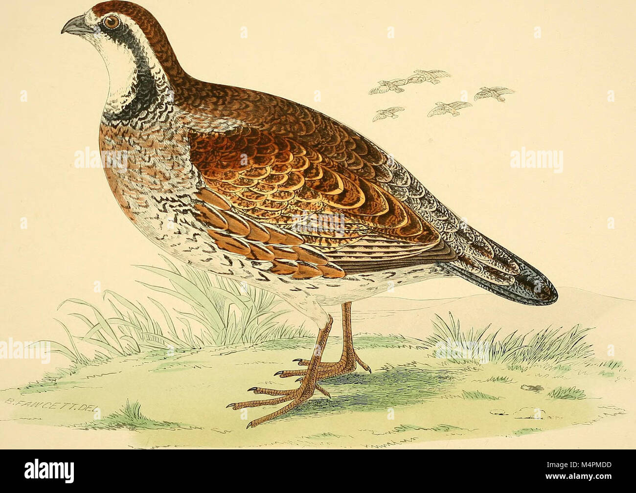 A detailed study of British game birds and wildfowl, published in 1855 ...