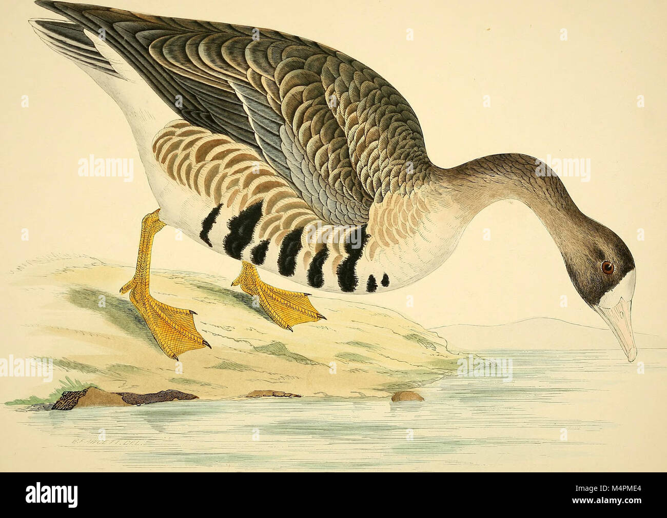 This 1855 work details the various species of British game birds and ...