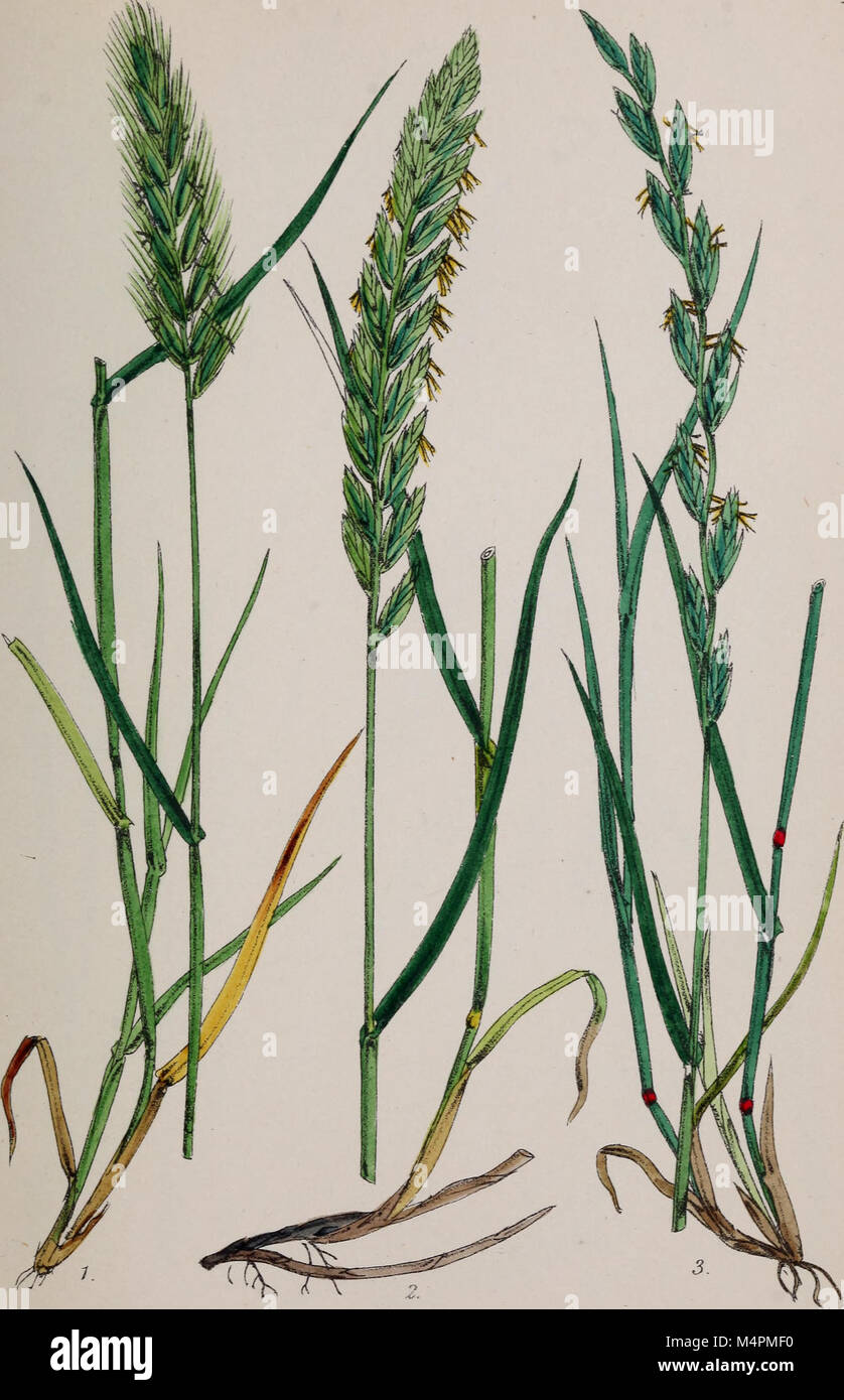 British grasses - an introduction to the study of the Gramineae of ...