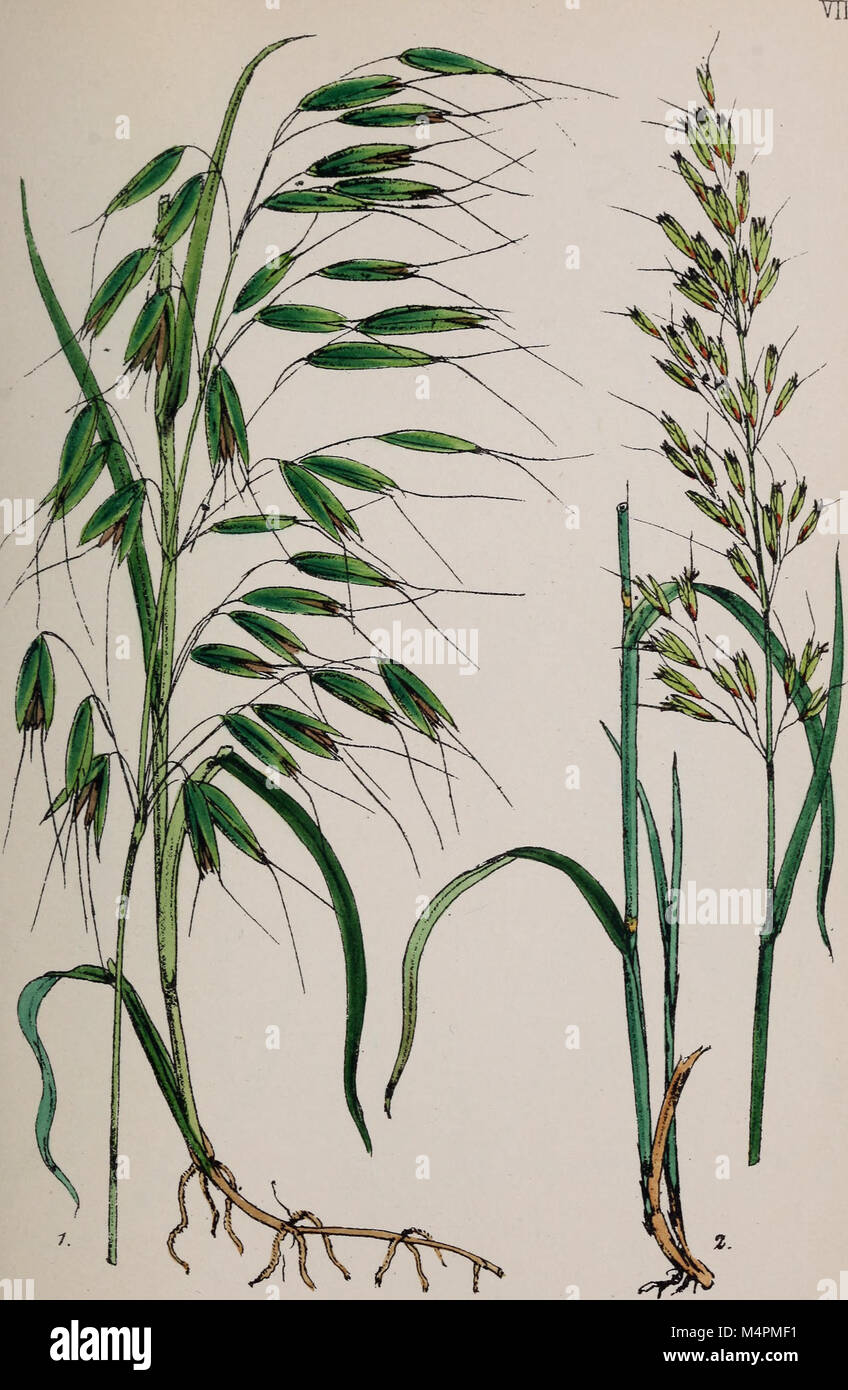British grasses - an introduction to the study of the Gramineae of ...