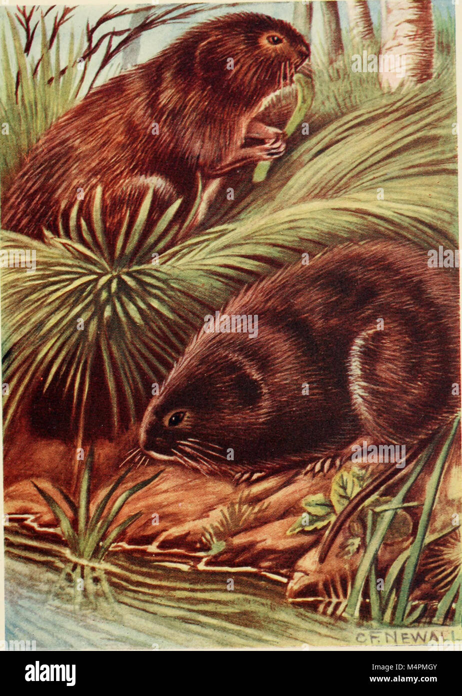British land mammals and their habits (1911) (19795614684 Stock Photo ...