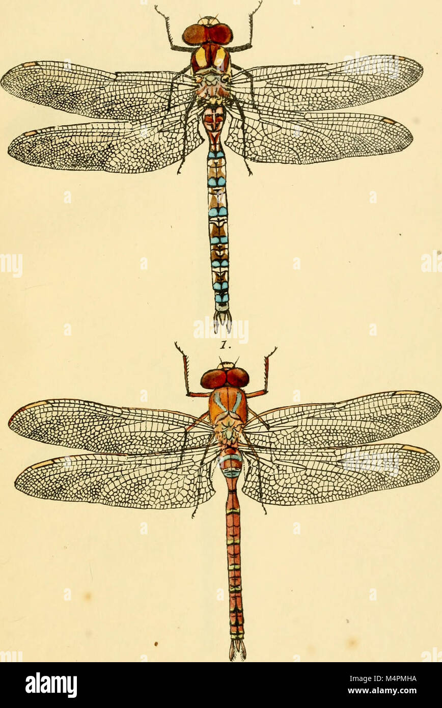 This work presents a collection of lithographic illustrations of ...