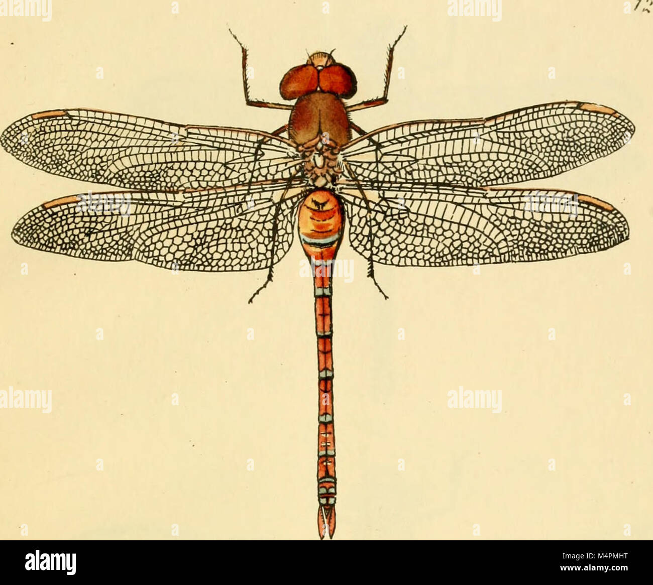 'British Libellulinae' (1845) focuses on dragonflies, showcasing ...