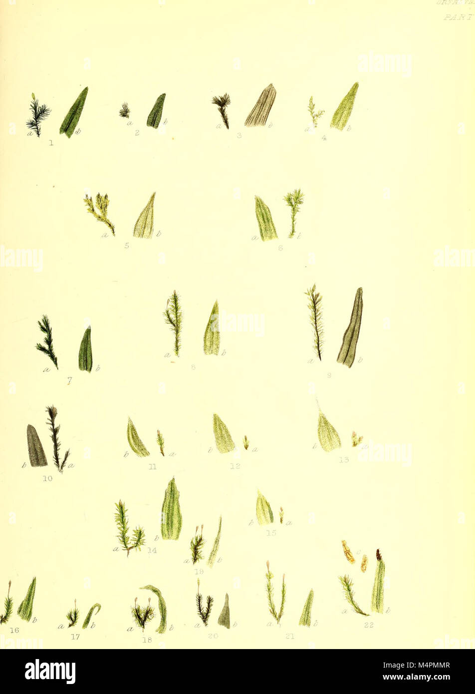 Various species of mosses hi-res stock photography and images - Alamy