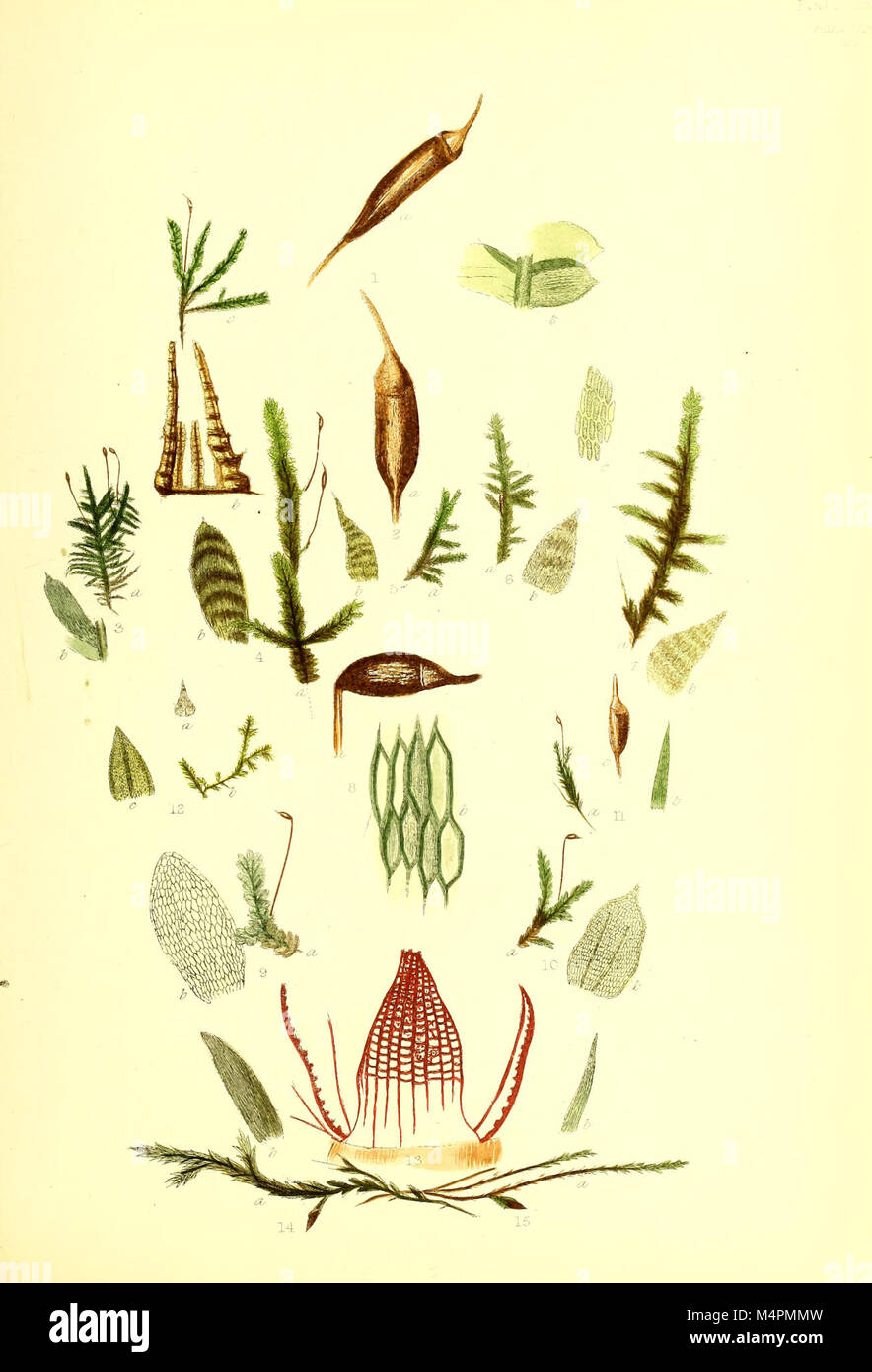 British mosses, their homes, aspects, structure and uses. With a ...