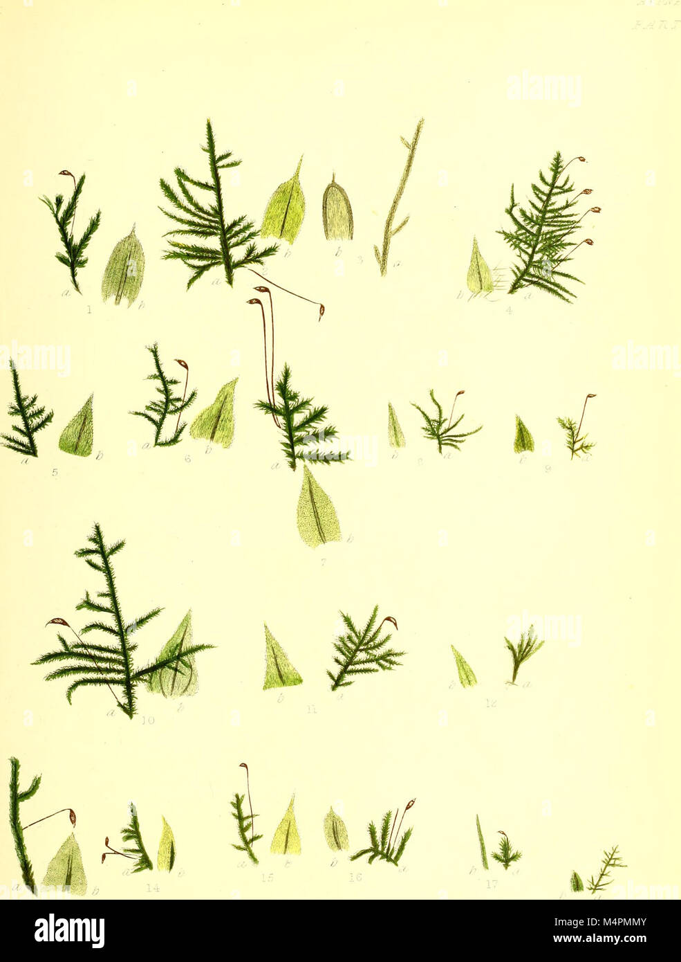 This 1874 work offers a detailed study of British mosses, including ...