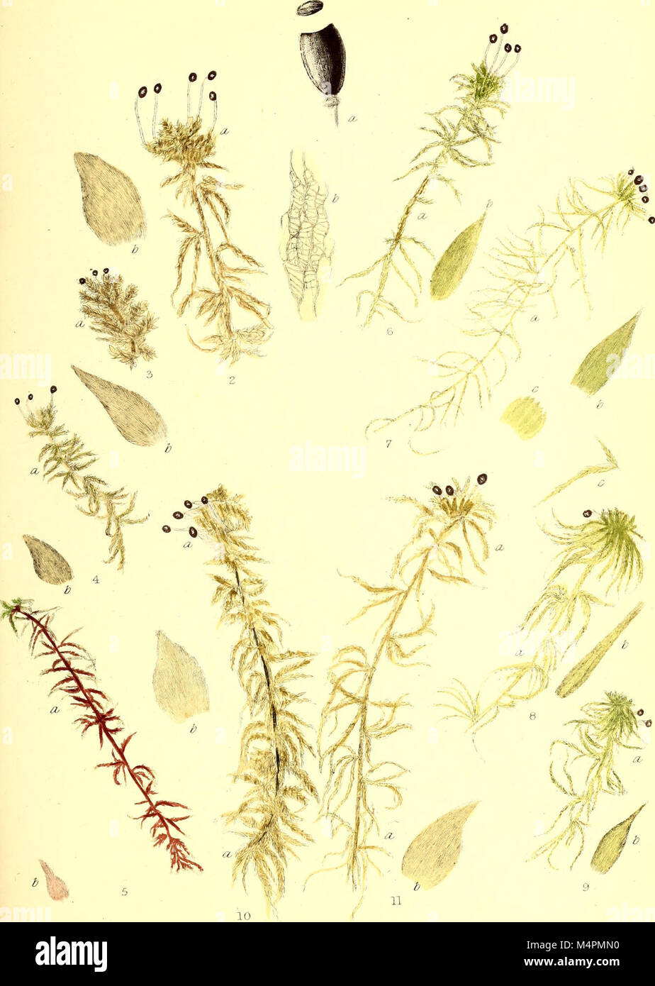 British mosses, their homes, aspects, structure and uses. With a ...