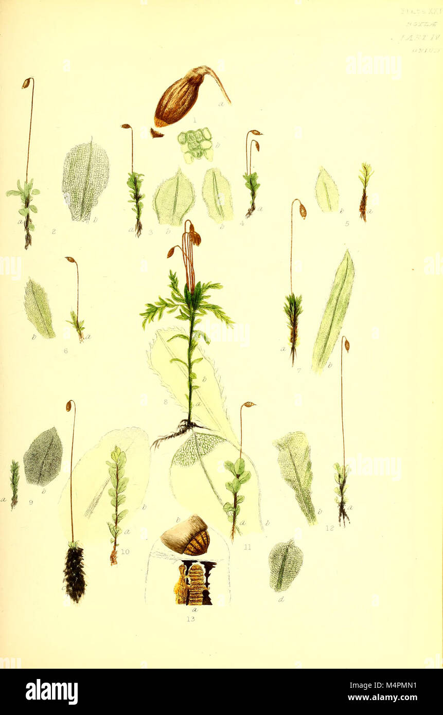 British mosses, their homes, aspects, structure and uses. With a ...