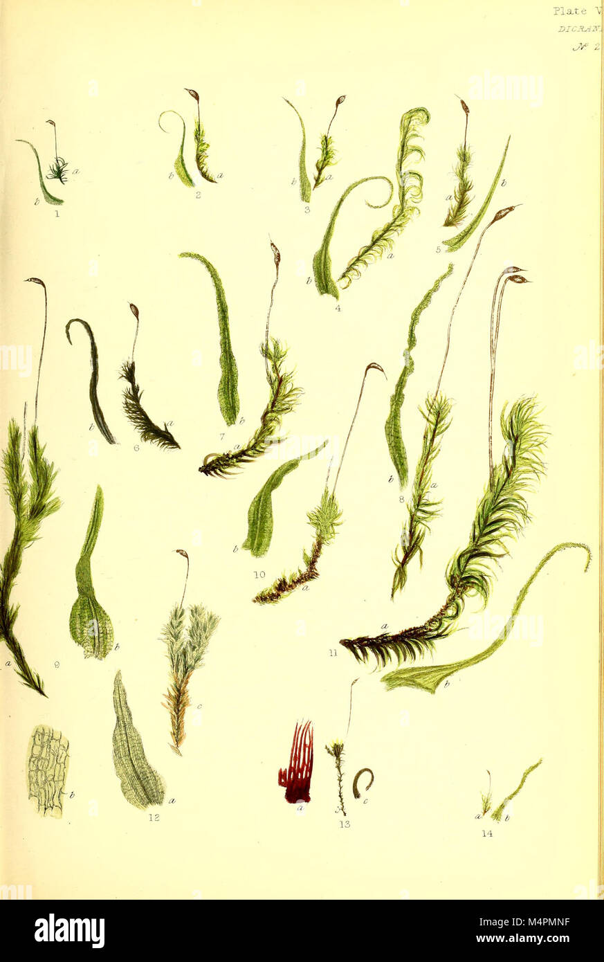 British mosses, their homes, aspects, structure and uses. With a ...