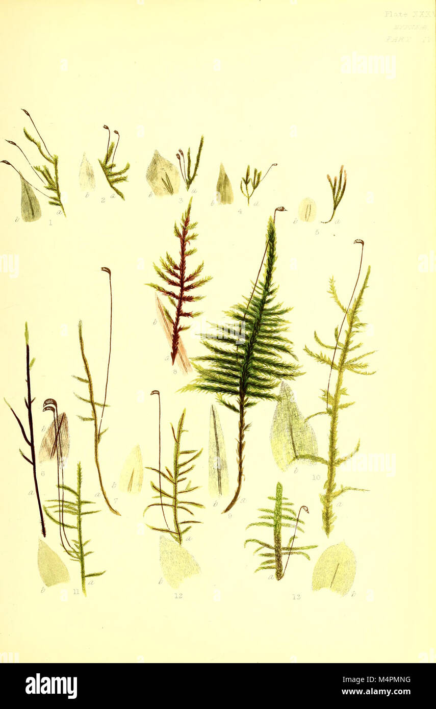 This 1874 work on British mosses provides detailed descriptions of ...