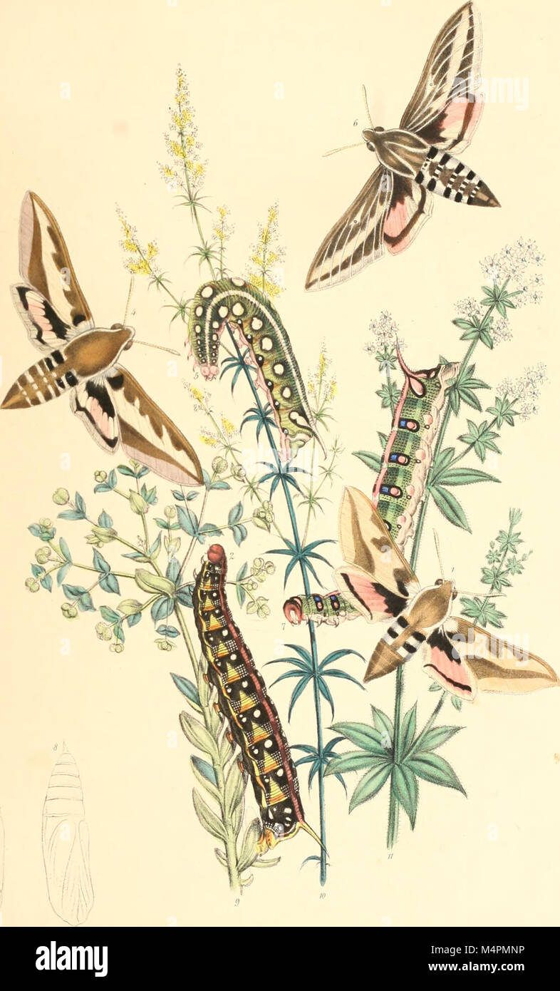 British Moths and Their Transformations (1843) studies the life cycle ...
