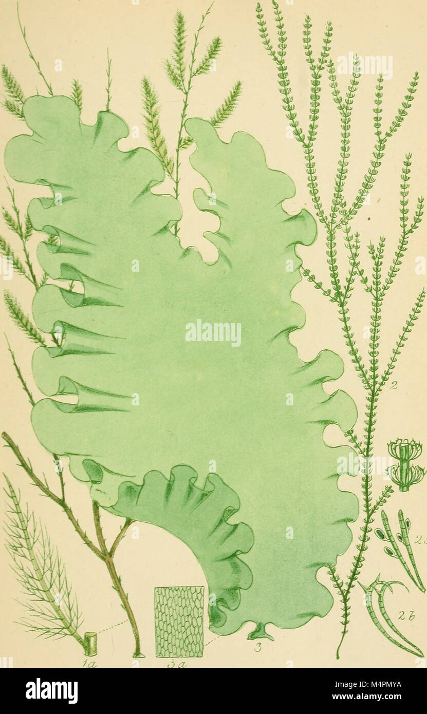 British sea-weeds- an introduction to the study of the marine Algae of ...