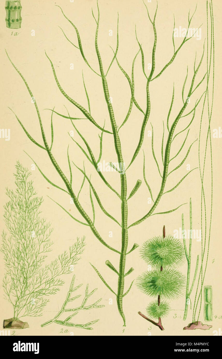 British sea-weeds- an introduction to the study of the marine Algae of ...
