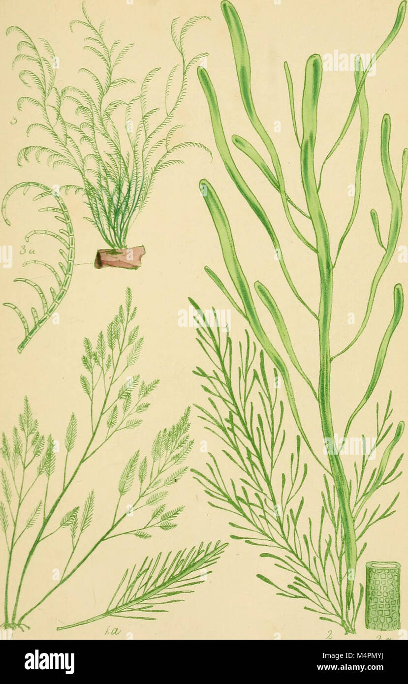 'British Sea-Weeds' (1867) is a comprehensive guide to the marine algae ...