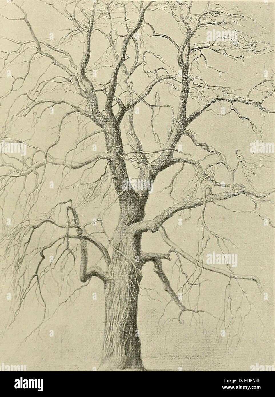 'British Trees' (1907) provides a comprehensive guide to the trees of ...