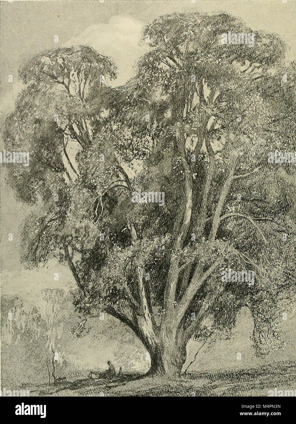 This 1907 publication explores the diverse range of trees native to ...