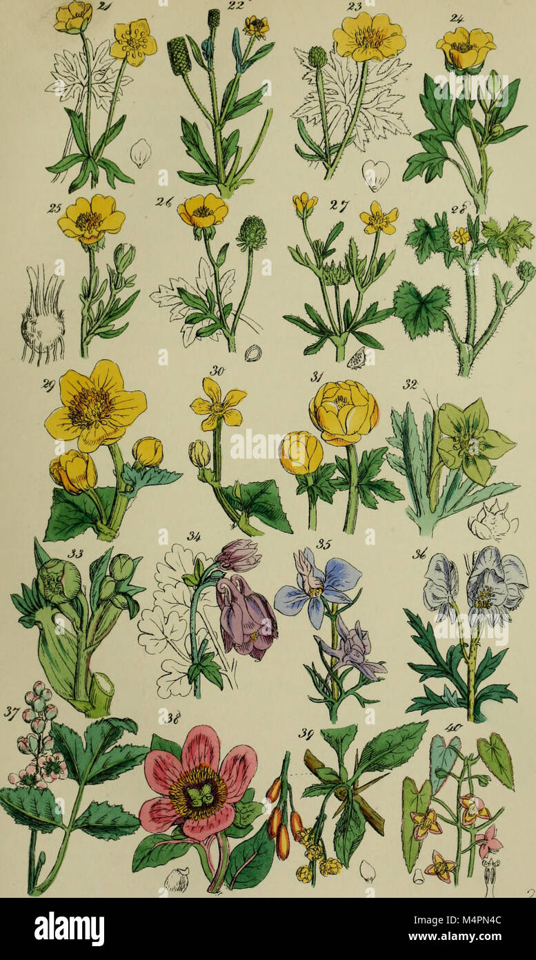 Showcasing different floral species hi-res stock photography and images ...