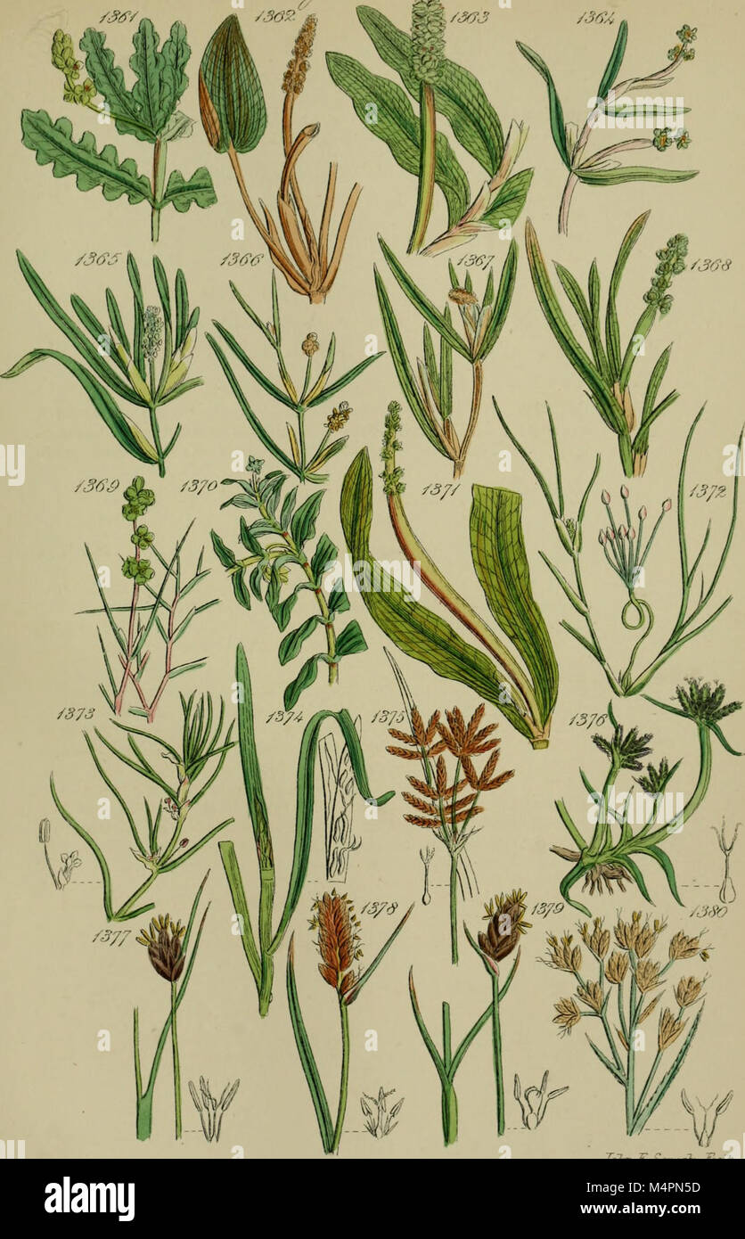 'British Wild Flowers' (1876) is a comprehensive guide to the native ...