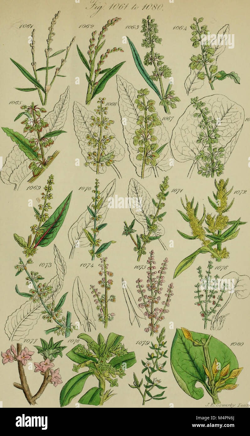 British Wild Flowers (1876) provides an in-depth exploration of native ...