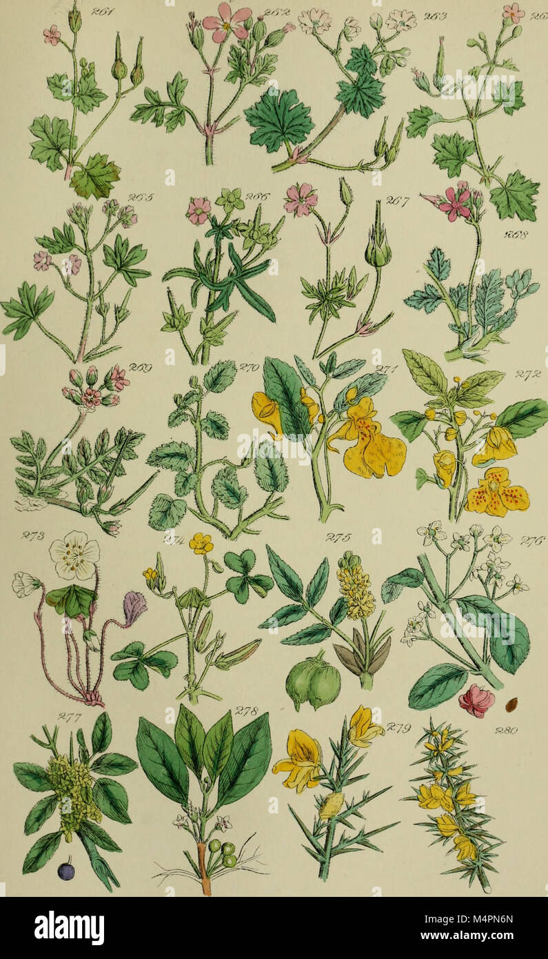*British Wild Flowers* (1876) is a botanical work showcasing native ...