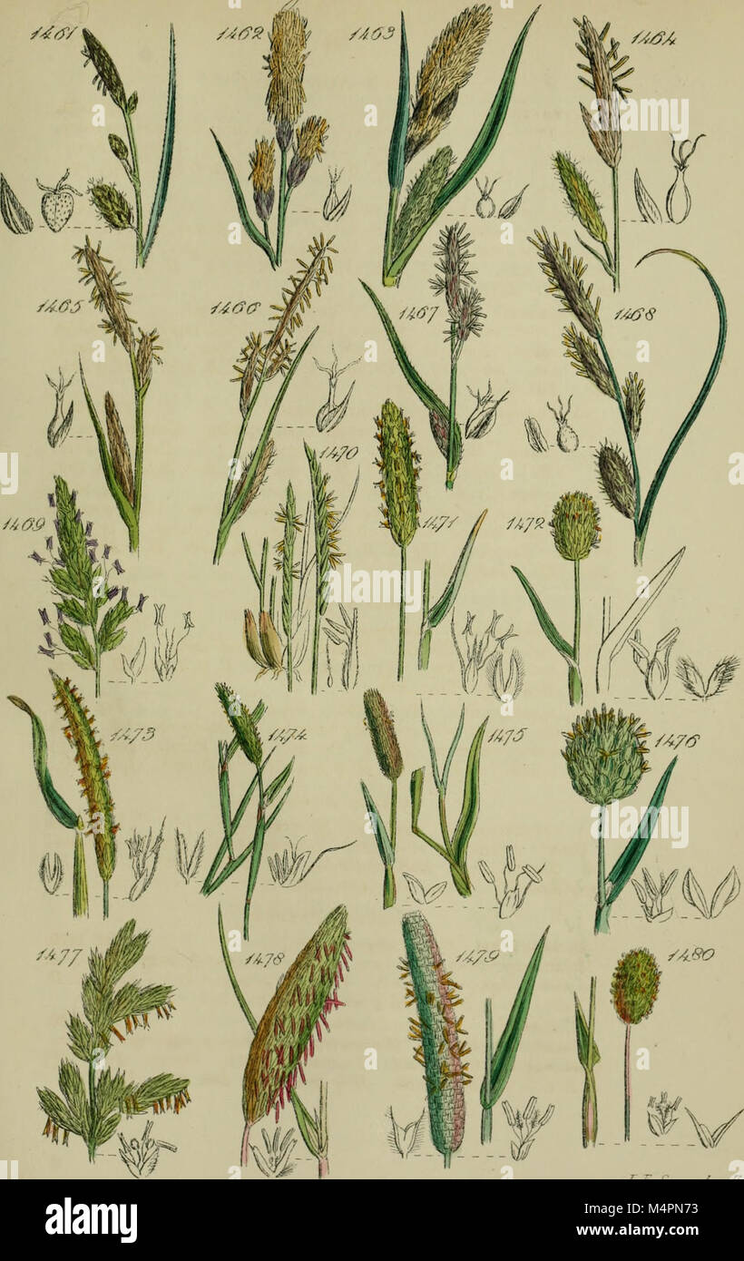 'British Wild Flowers' (1876) is a detailed guide to the native flora ...