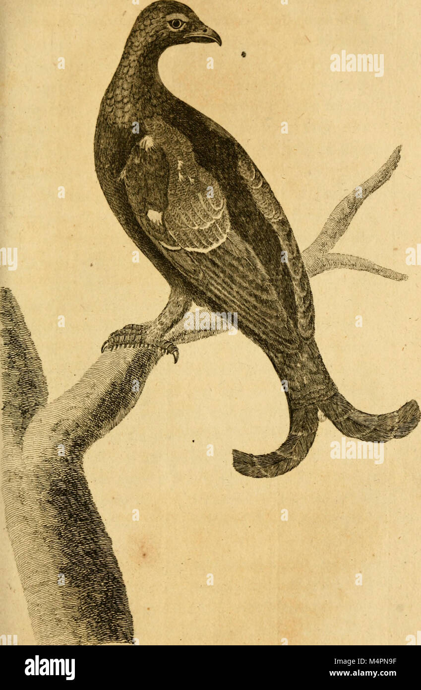 British Zoology, published in 1776, is a comprehensive work documenting ...