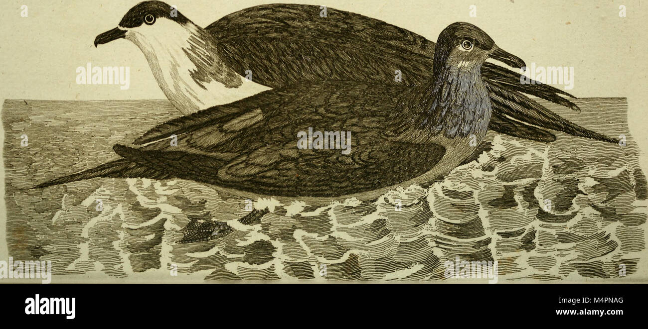 Published in 1776, British Zoology features detailed descriptions of ...