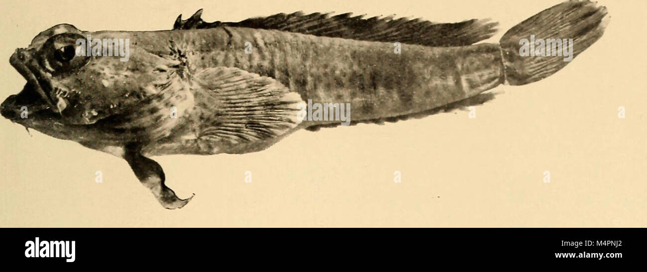 Batrachoides hi-res stock photography and images - Alamy