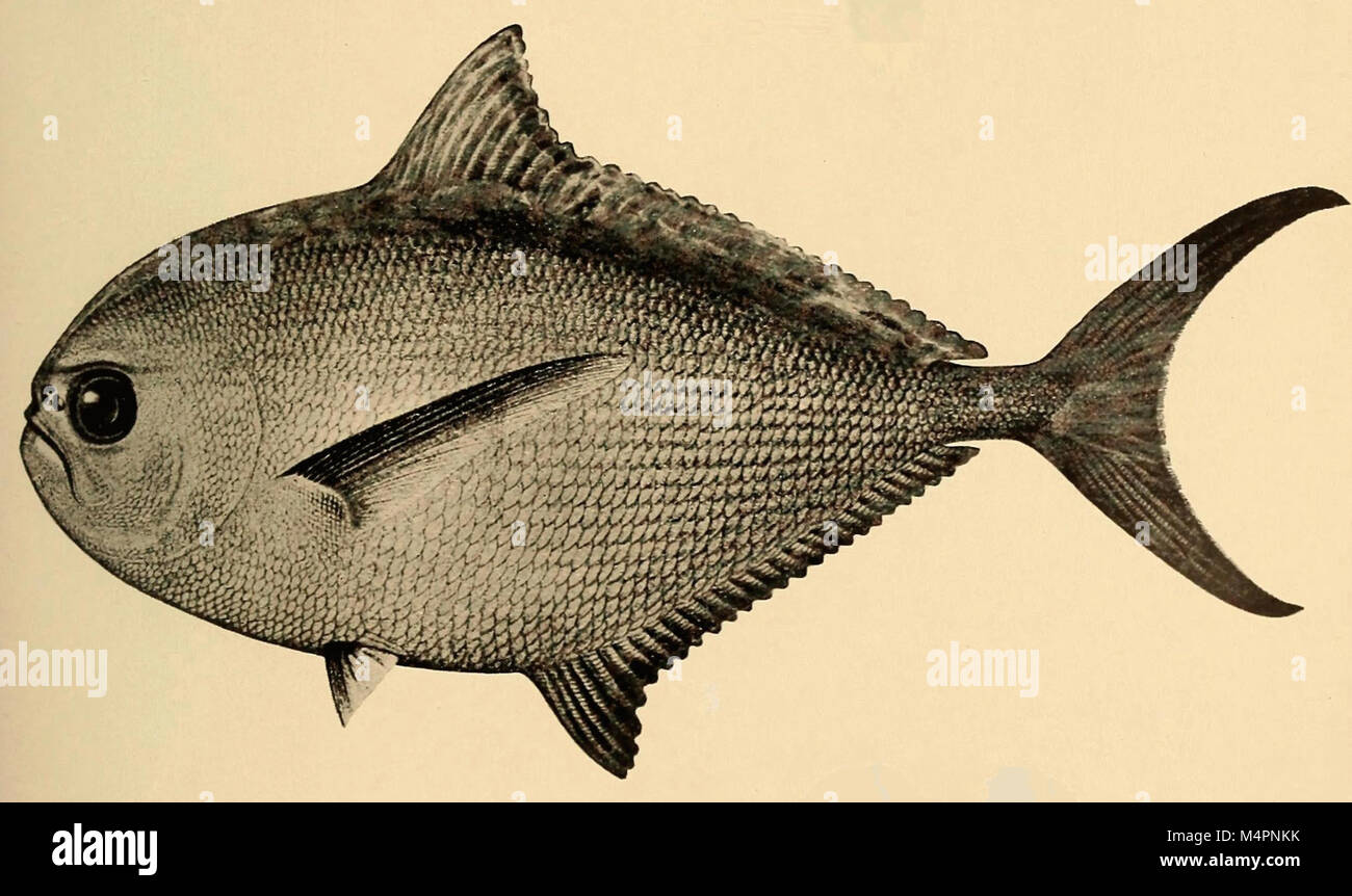 Brama raii hi-res stock photography and images - Alamy