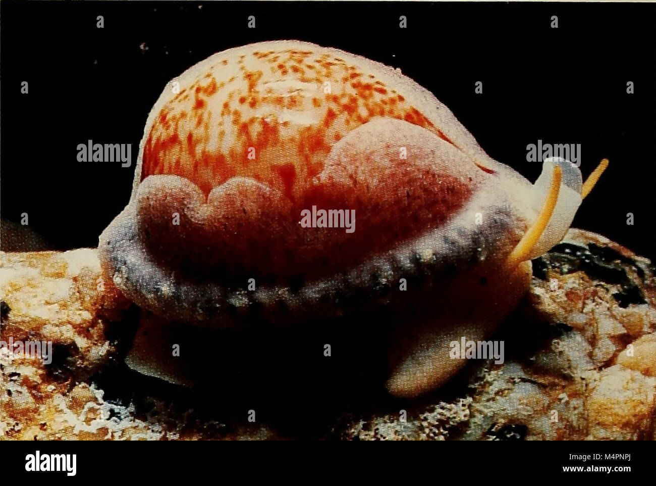 The Annals of the South African Museum presents research on Cypraea ...