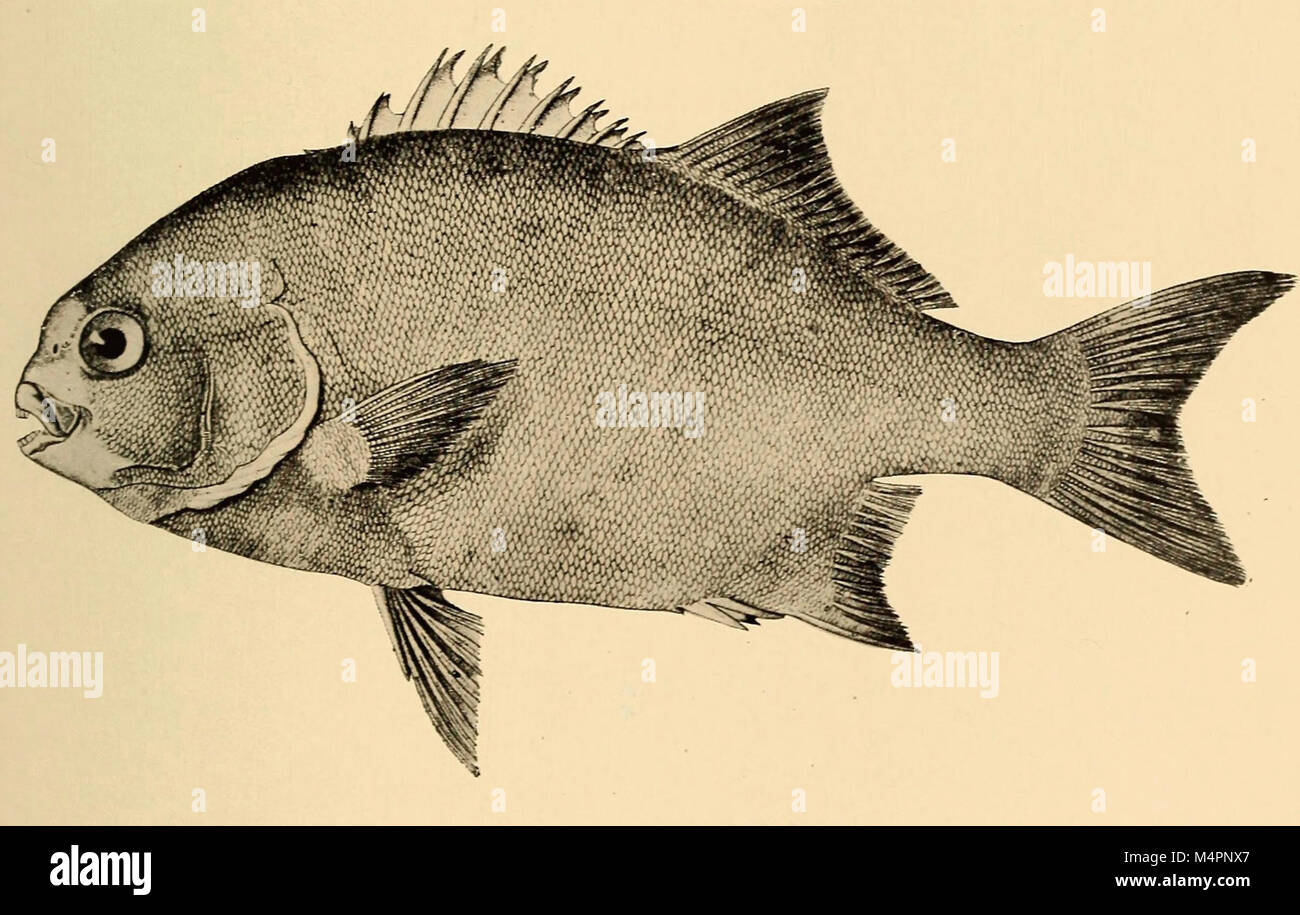 South African National Fish Galjoen