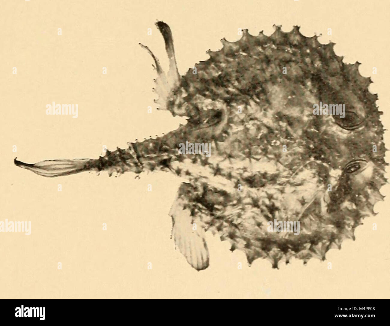 Annals of the South African Museum - Halieutaea liogaster Stock Photo ...