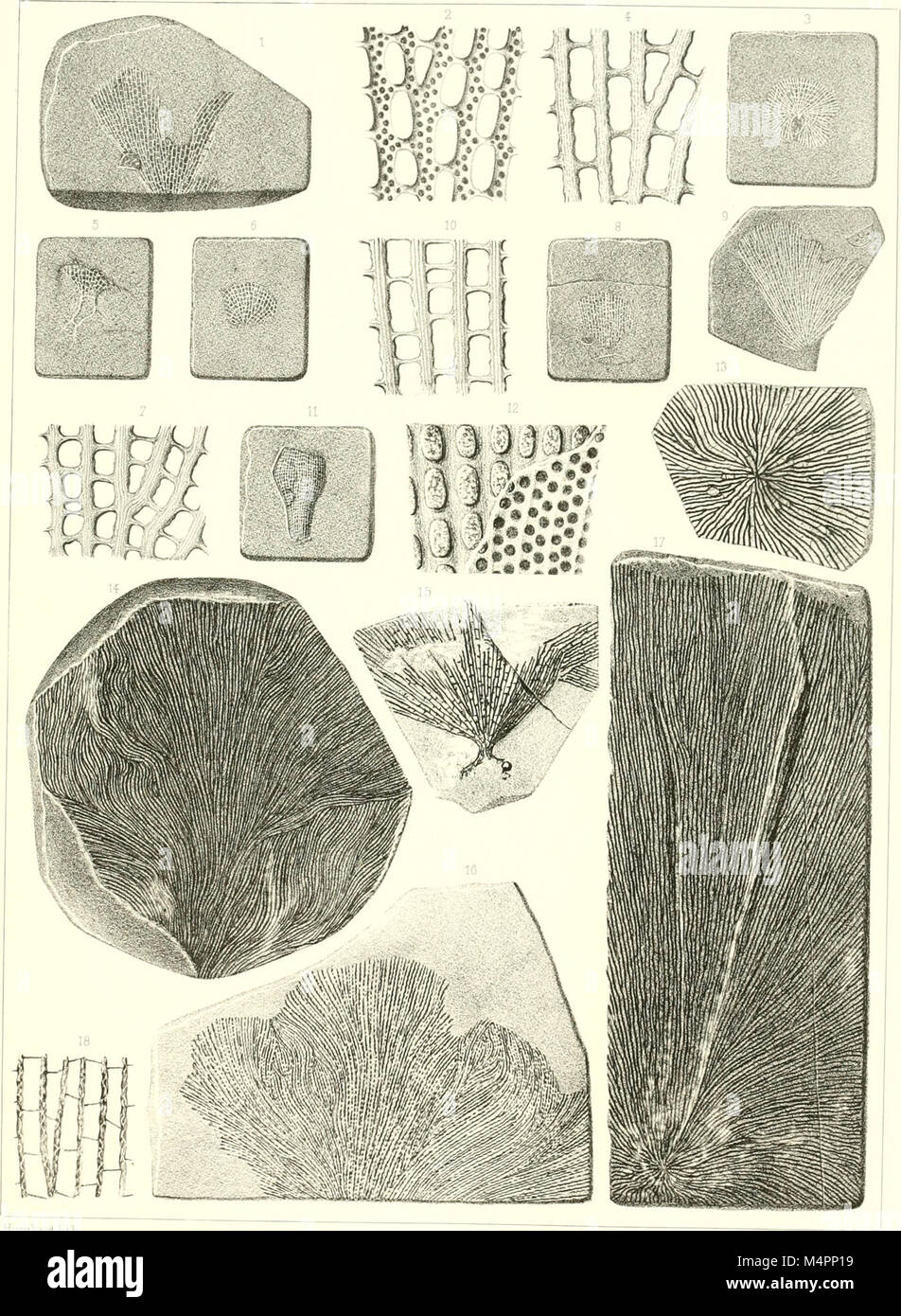 Hydrozoans biology hi-res stock photography and images - Alamy
