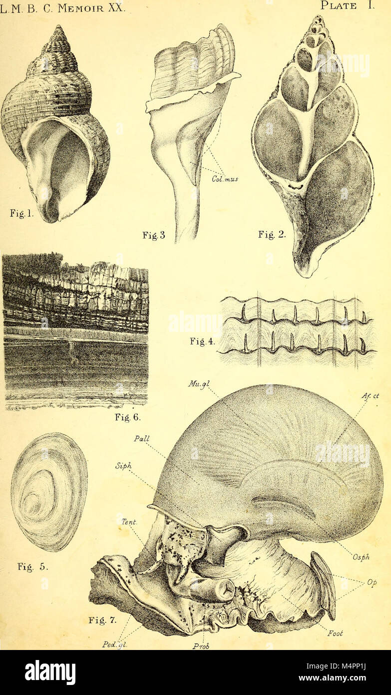 The 1912 study of Buccinum, commonly known as the whelk, focuses on its ...