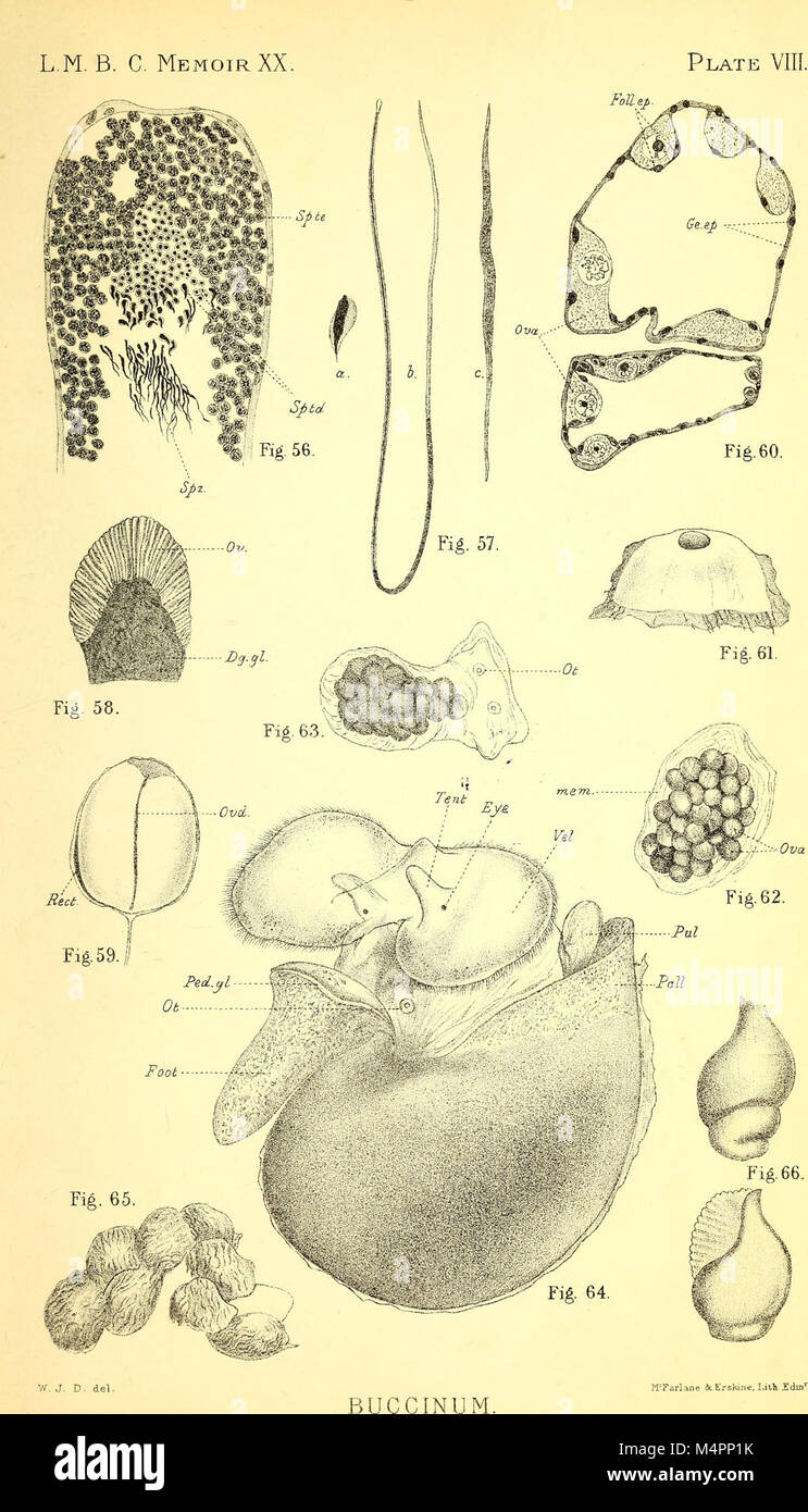 This 1912 work details the *Buccinum* genus of marine snails, commonly ...