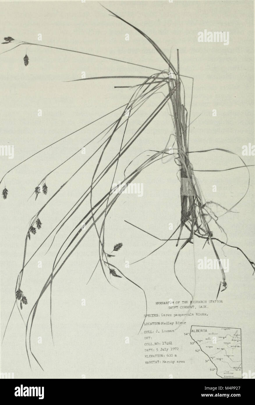 Budd's Flora of the Canadian Prairie Provinces (1987) provides an ...