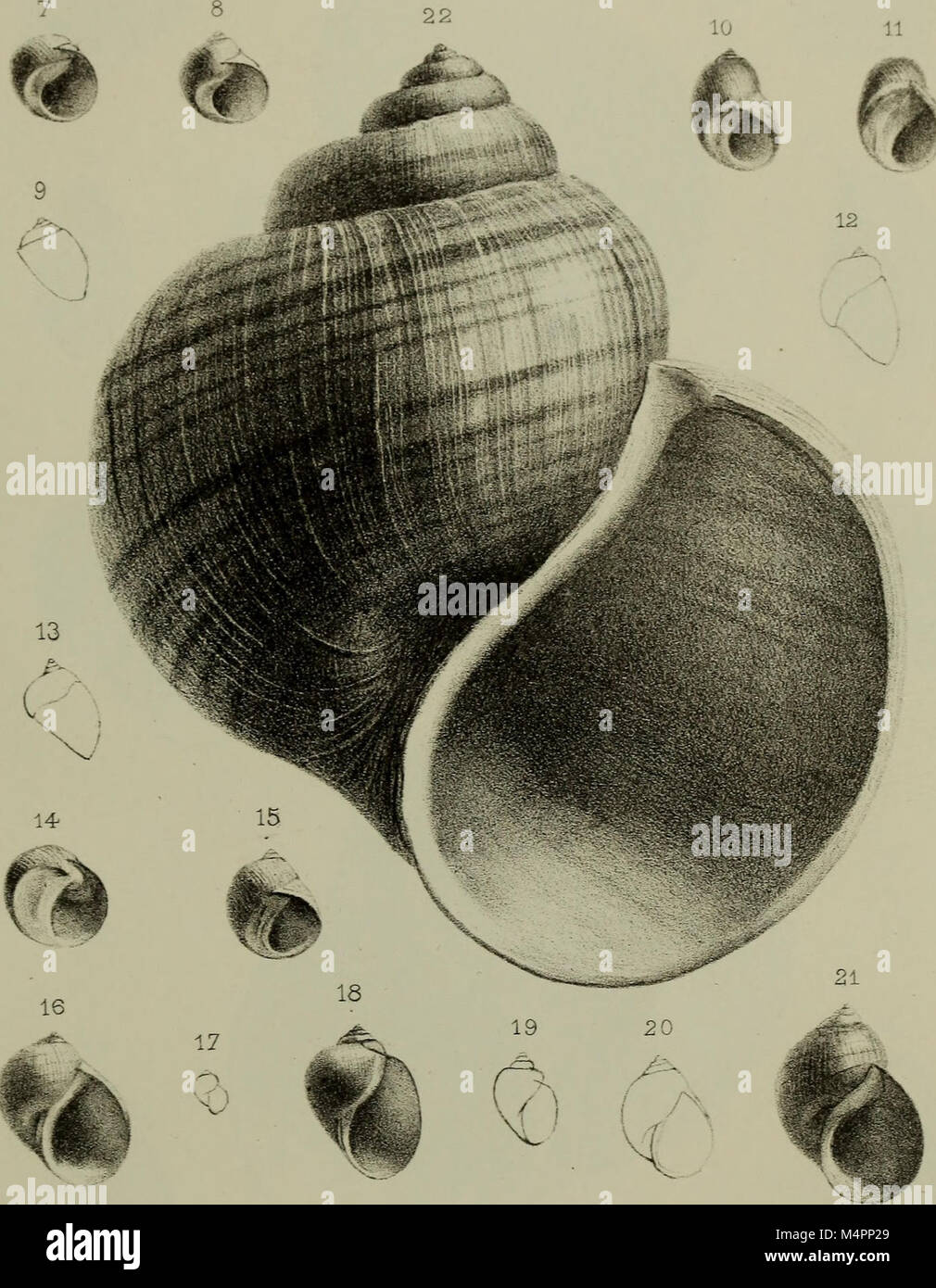 This 1890 scientific journal focuses on natural sciences, including ...