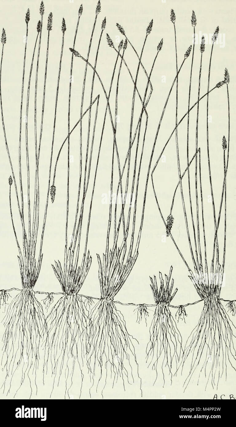 Budd's Flora of the Canadian Prairie Provinces (1987) offers a ...