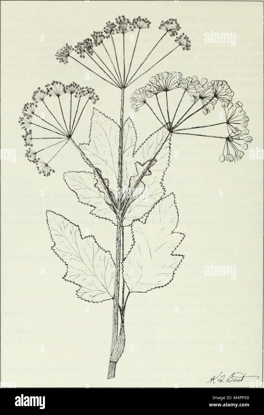 Budd's Flora of the Canadian Prairie Provinces, published in 1987 ...