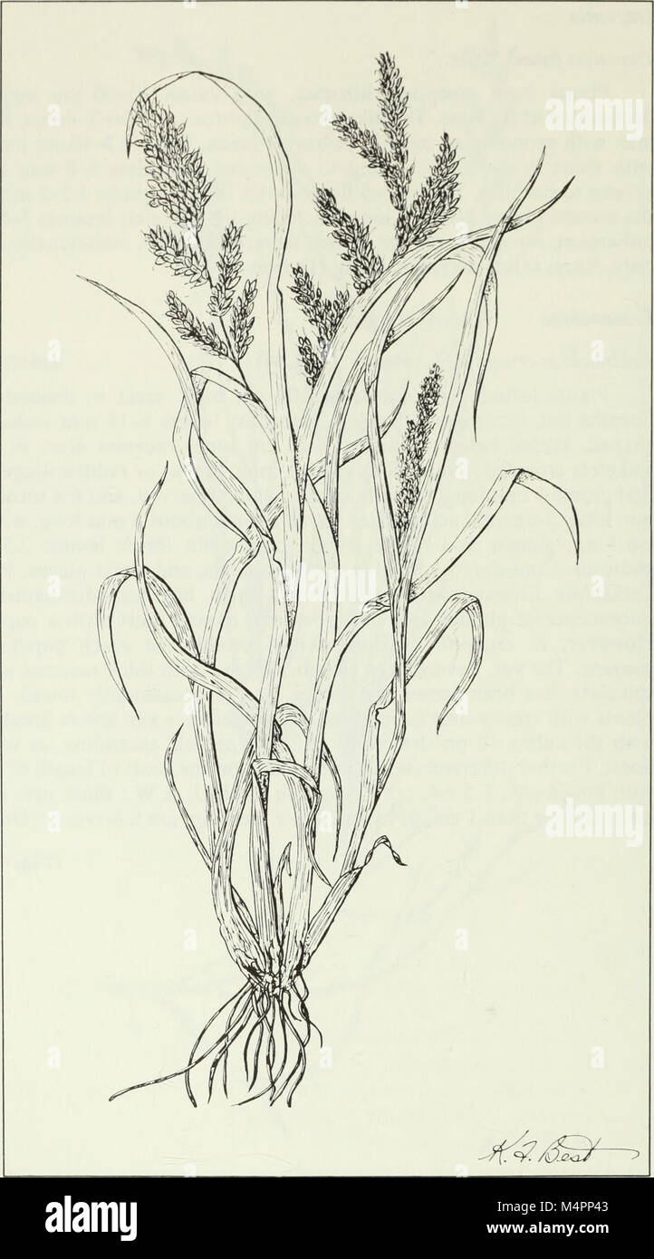 'Budd's Flora of the Canadian Prairie Provinces' (1987) is a botanical ...
