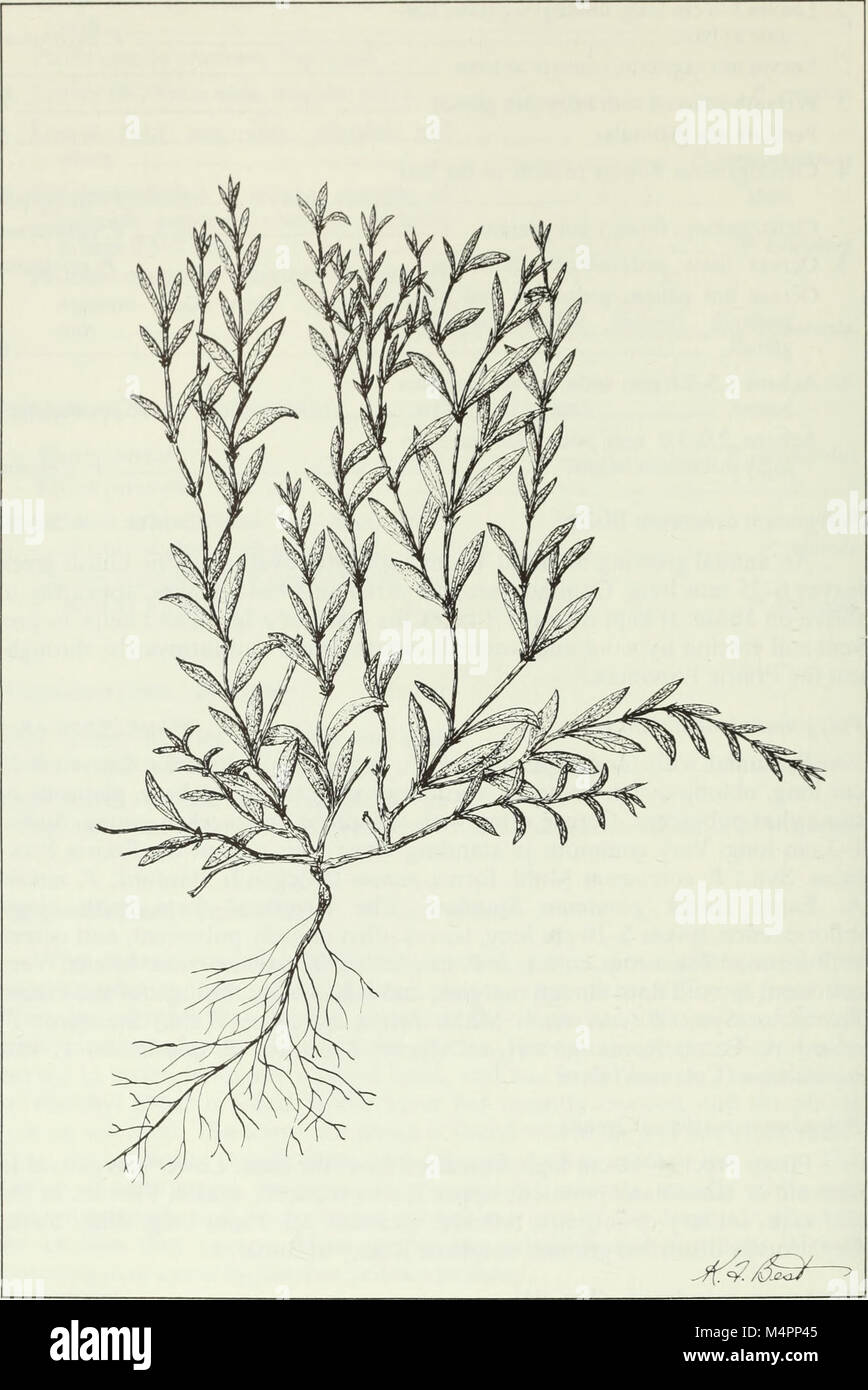 'Budd's Flora of the Canadian Prairie Provinces' (1987) provides a ...